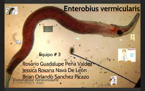 Enterobius vermicularis by on Prezi