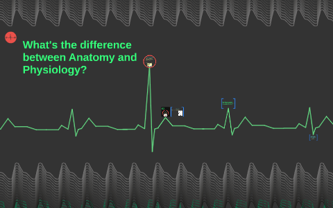 What's the difference between Anatomy and Physiology? by on Prezi