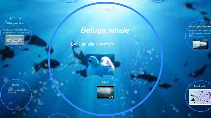 Beluga whale by Danielle Wareham on Prezi