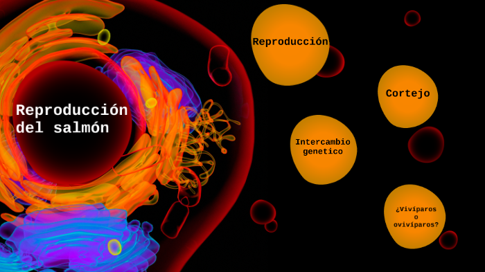 Reproducción del salmón by Sherlyn Nolasco Pimentel on Prezi
