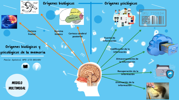 Orígenes biológicos y psicológicos de la memoria - Memoria Sensorial by ...