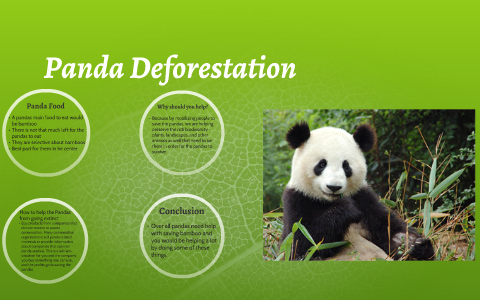 Panda Deforestation by kelly mota on Prezi
