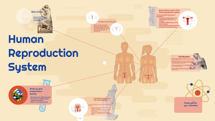 Human Reproduction System by lizi Ghviniashvili on Prezi