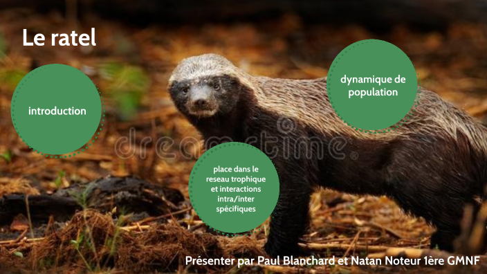 le ratel by paul blanchard on Prezi
