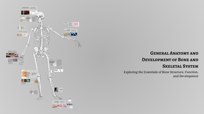 General Anatomy and Development of Bone and Skeletal System by Pankaj ...