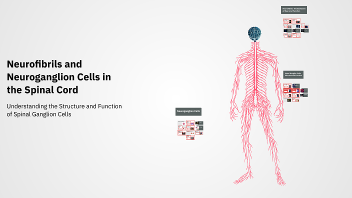 Neurofibrils and Neuroganglion Cells in the Spinal Cord by Ram Deviler ...