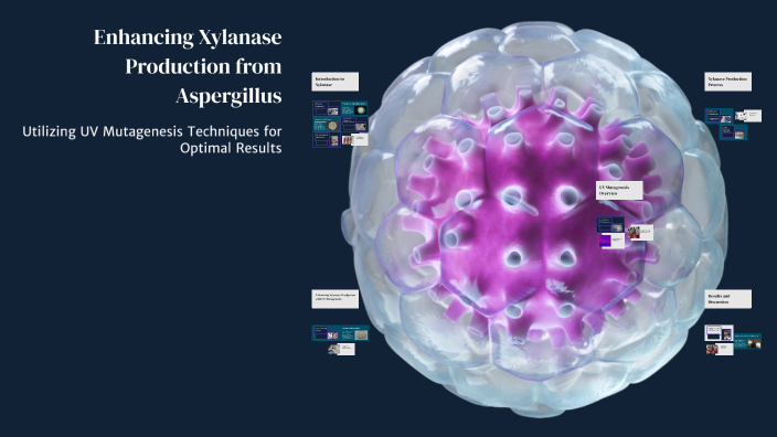 Enhancing Xylanase Production from Aspergillus by Marina Ristovic on Prezi
