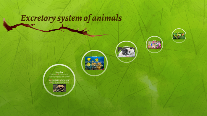 Excretory system of animals by Akerke Shulbayeva on Prezi