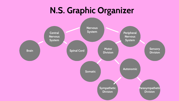 Nervous System Hierarchal Graphic Organizer by Lulu A on Prezi
