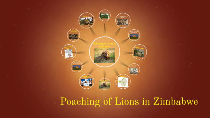 Poaching of Lions in Zimbabwe by on Prezi