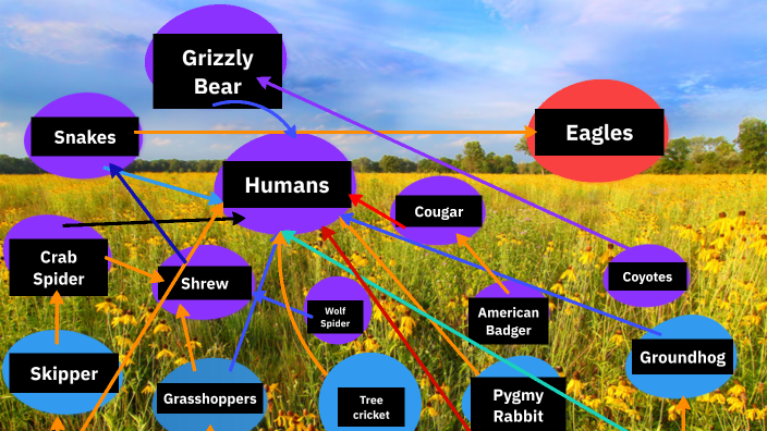Jaiden Abrams- Food Web by Jaiden Abrams on Prezi