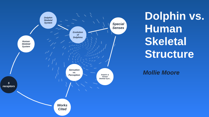dolphins vs. humans by Mollie Moore on Prezi