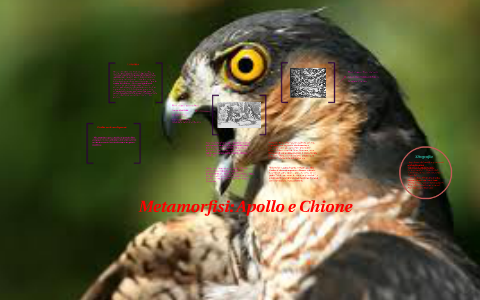Metamorfisi: Apollo e Chione by Margherita Furgeri on Prezi