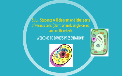 S5L3: Students will diagram and label parts of various cells by Sarah ...