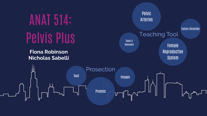 ANAT 514 Pelvis Plus by Fiona Robinson on Prezi