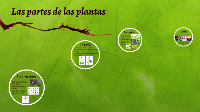 Las partes de las planatas by alex sabala on Prezi