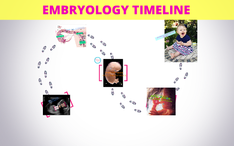 EMBRYOLOGY TIMELINE by Alyssa Blackburn on Prezi