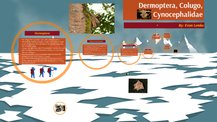 Dermoptera, Colugo, Cynocephalidae by Evan Lemke on Prezi