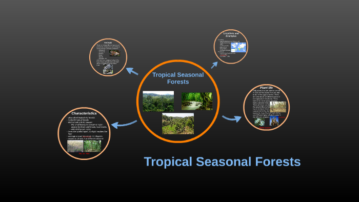 Tropical Seasonal Forests by Lauren Hartman on Prezi