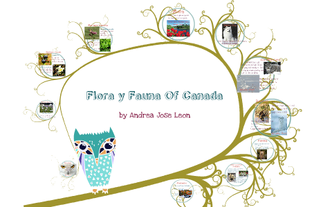 Flora and Fauna of Canada by andrea leon on Prezi
