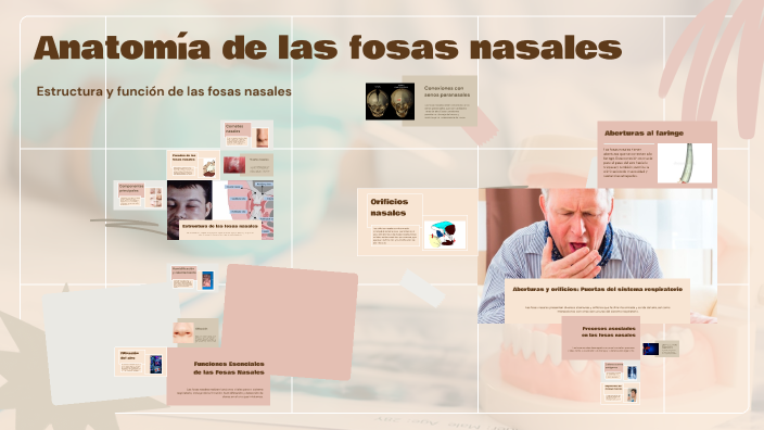 Anatomía de las fosas nasales by isaud torres on Prezi