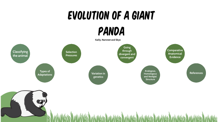 Evolution of a Giant Panda by Namreet Kaur on Prezi
