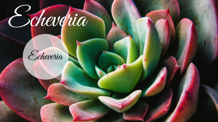ECHEVERIA by Ana Randjelovic on Prezi
