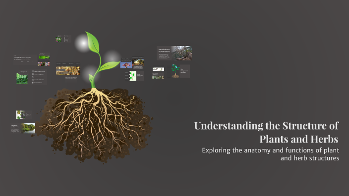 Understanding the Structure of Plants and Herbs by A G on Prezi