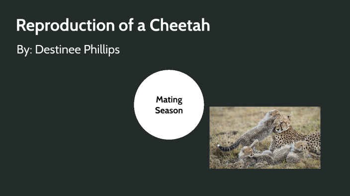 Reproduction of a Cheetah by Destinee Phillips on Prezi
