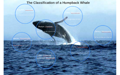 The Classification of a Humpback Whale by Liz C on Prezi