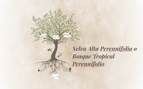 Selva Alta Perennifolia o Bosque Tropical Perennifolio by Samm Ska on Prezi