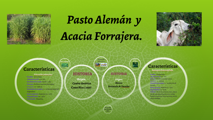 PASTO ALEMÁN Y ACACÍA FORRAJERA by Alejandra Rubiano on Prezi