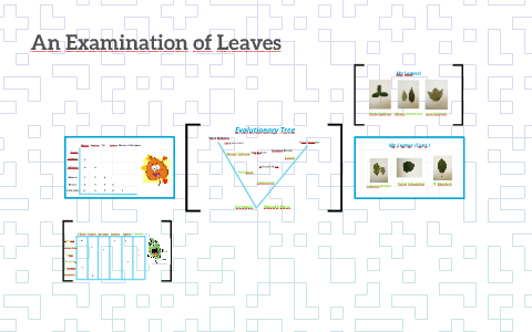 Leaf Examination by Hayley Overturf on Prezi