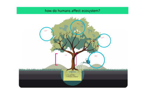 how do humans affect ecosystem? by salome valencia cifuentes on Prezi