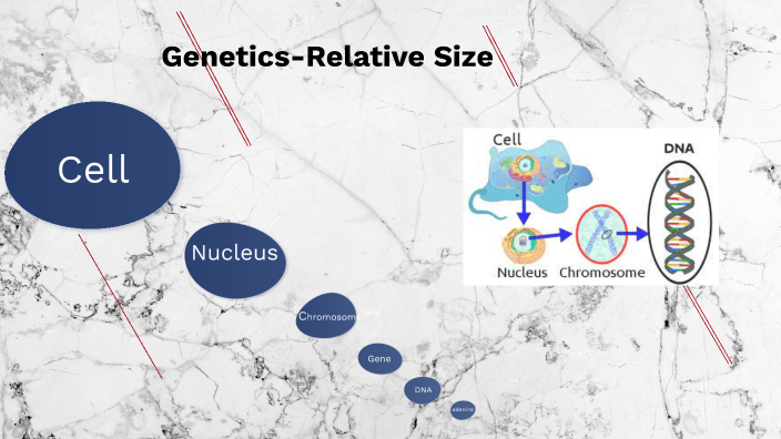 Genetics relative size by james kunkler on Prezi