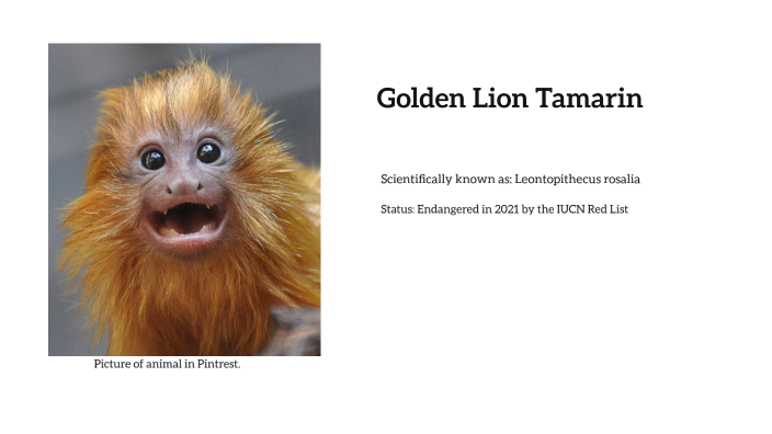 Golden Lion Tamarin by Joseph Clevenger on Prezi
