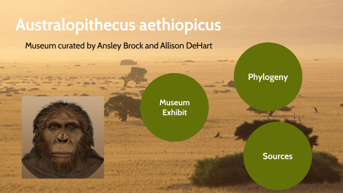 Australopithecus Aethiopicus Museum Exhibit by Ansley Brock on Prezi