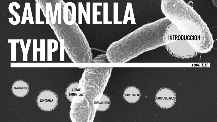 salmonella Typhi by Makafushigi Adventure on Prezi