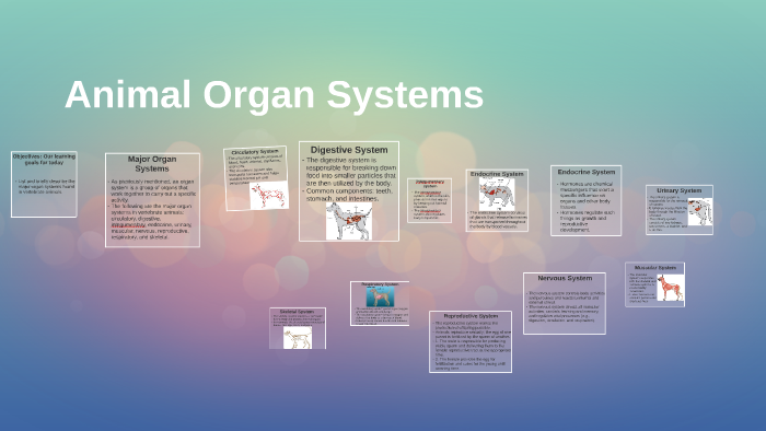Animal Organ Systems by Liz Lillge on Prezi