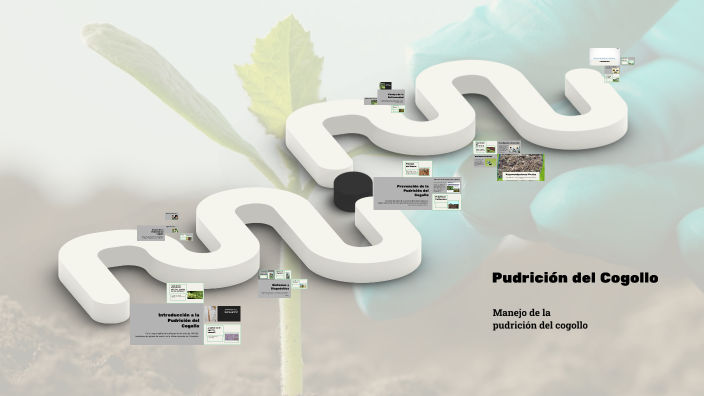 Pudrición del Cogollo by carlos fabian acevedo osorio on Prezi