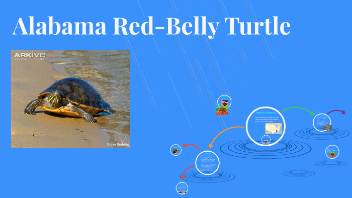 Alabama Red-Belly Turtle by Lynda Abi-Daher on Prezi