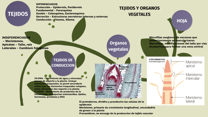 TEJIDOS Y ORGANOS VEGETALES by MIGUEL ANGEL GARMENDIA CALVA on Prezi