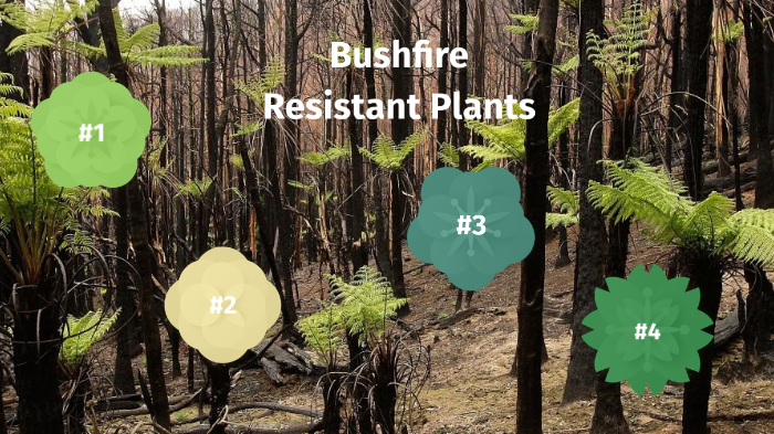 Bushfire Resistant Plants by Nicole Hooper on Prezi