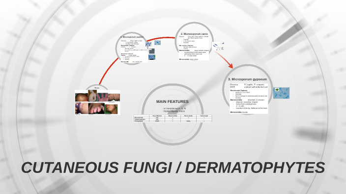 CUTANEOUS FUNGI / DERMATOPHYTES by Oliver Garcia on Prezi