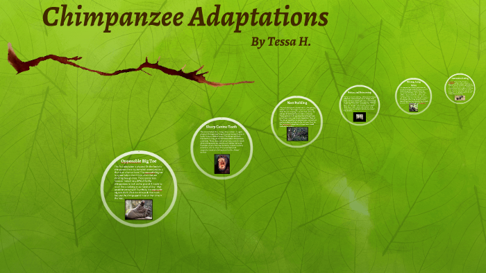 Chimpanzee Adaptations by Tessa Hanlon on Prezi