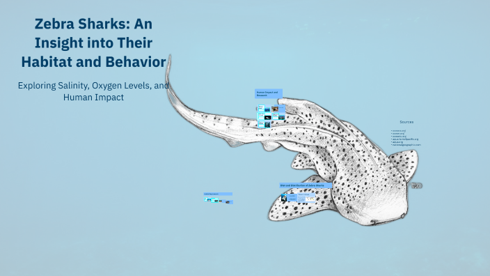 Zebra Sharks: An Insight into Their Habitat and Behavior by Chloe ...