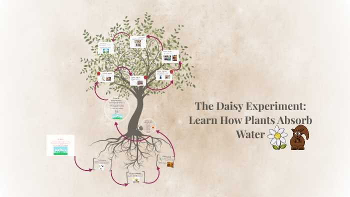 The Daisy Experiment: Learn How Plants Absorb Water by Isabella ...