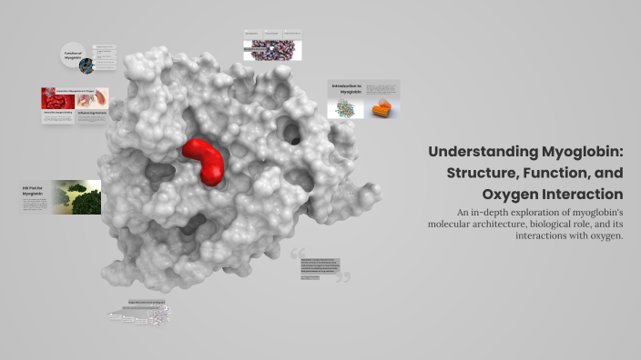 Understanding Myoglobin: Structure, Function, and Oxygen Interaction by ...