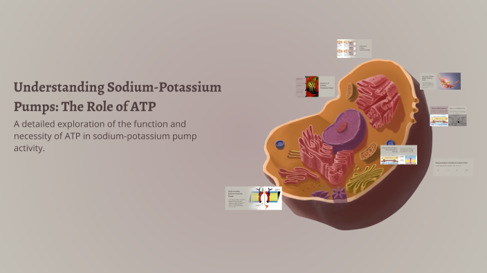 Understanding Sodium-Potassium Pumps: The Role of ATP by jude daly on Prezi