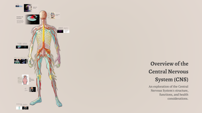 Overview of the Central Nervous System (CNS) by kareem Abdallah on Prezi